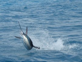 Can You Eat Sailfish? - Fishmasters.com