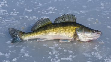 10 Best Tasting Freshwater Fish to Eat - Fishmasters.com