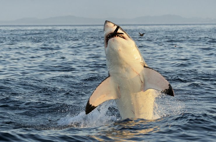 What do Fish Eat? All the Info You Need - Fishmasters.com