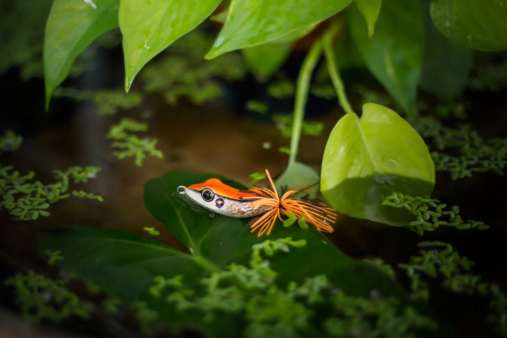 7 Best Frog Lures for Bass Fishing in 2026 - Fishmasters.com