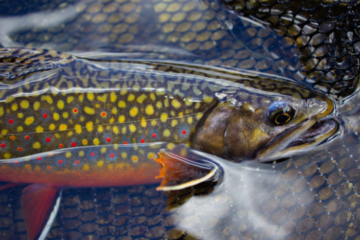 The 14 Types of Trout Species - Fishmasters.com