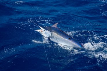 Can You Eat Marlin and How Does it Taste? - Fishmasters.com