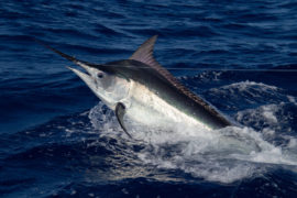 Can You Eat Marlin and How Does it Taste? - Fishmasters.com