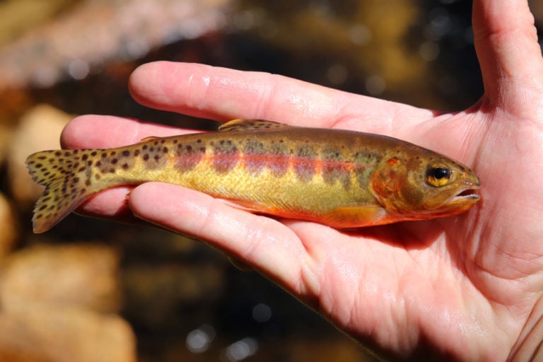 California Golden Trout - Fishmasters.com