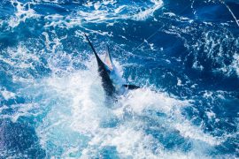 Can You Eat Marlin and How Does it Taste? - Fishmasters.com