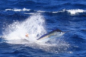 Can You Eat Marlin and How Does it Taste? - Fishmasters.com