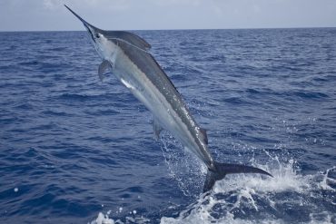 Can You Eat Marlin and How Does it Taste? - Fishmasters.com