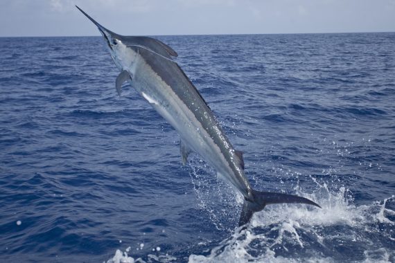 Can You Eat Marlin and How Does it Taste? - Fishmasters.com