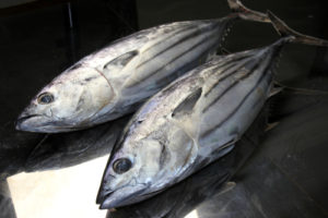 A Complete Guide to All the Different Types of Tuna