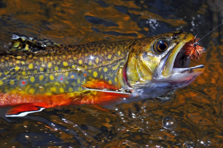 Brook Trout - Fishmasters.com