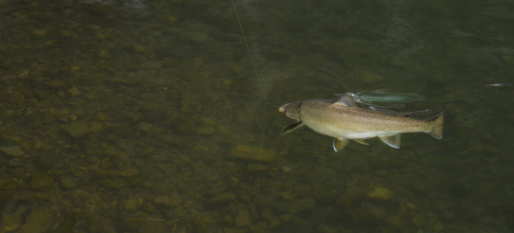 Bull Trout - Fishmasters.com