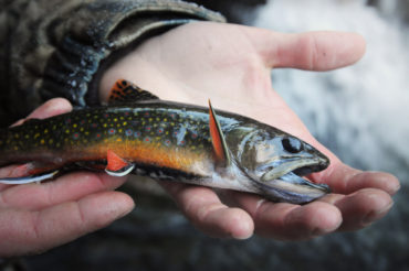 The Top 30 Trout Streams in North Carolina - Fishmasters.com