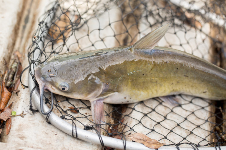 Late Summer Catfishing Tips - Fishmasters.com