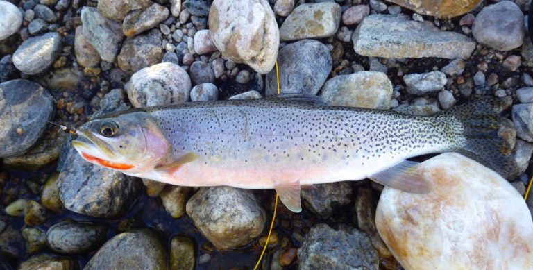Cutthroat Trout - Fishmasters.com