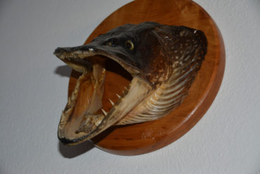 Northern Pike Teeth: Things You Need to Know - Fishmasters.com