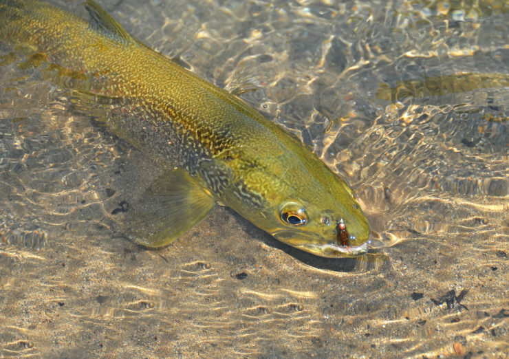 Marble Trout - Fishmasters.com