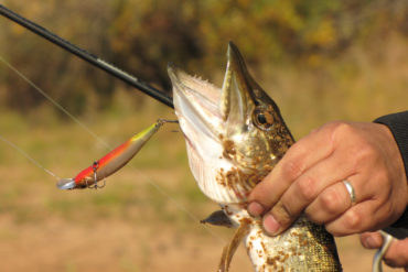 Northern Pike Teeth: Things You Need to Know - Fishmasters.com