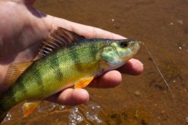 What Do Northern Pike Eat? - Fishmasters.com