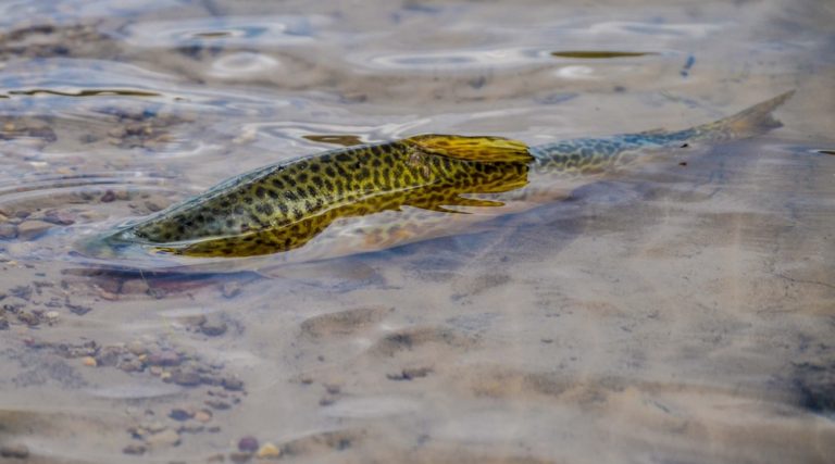 Tiger Trout - Fishmasters.com