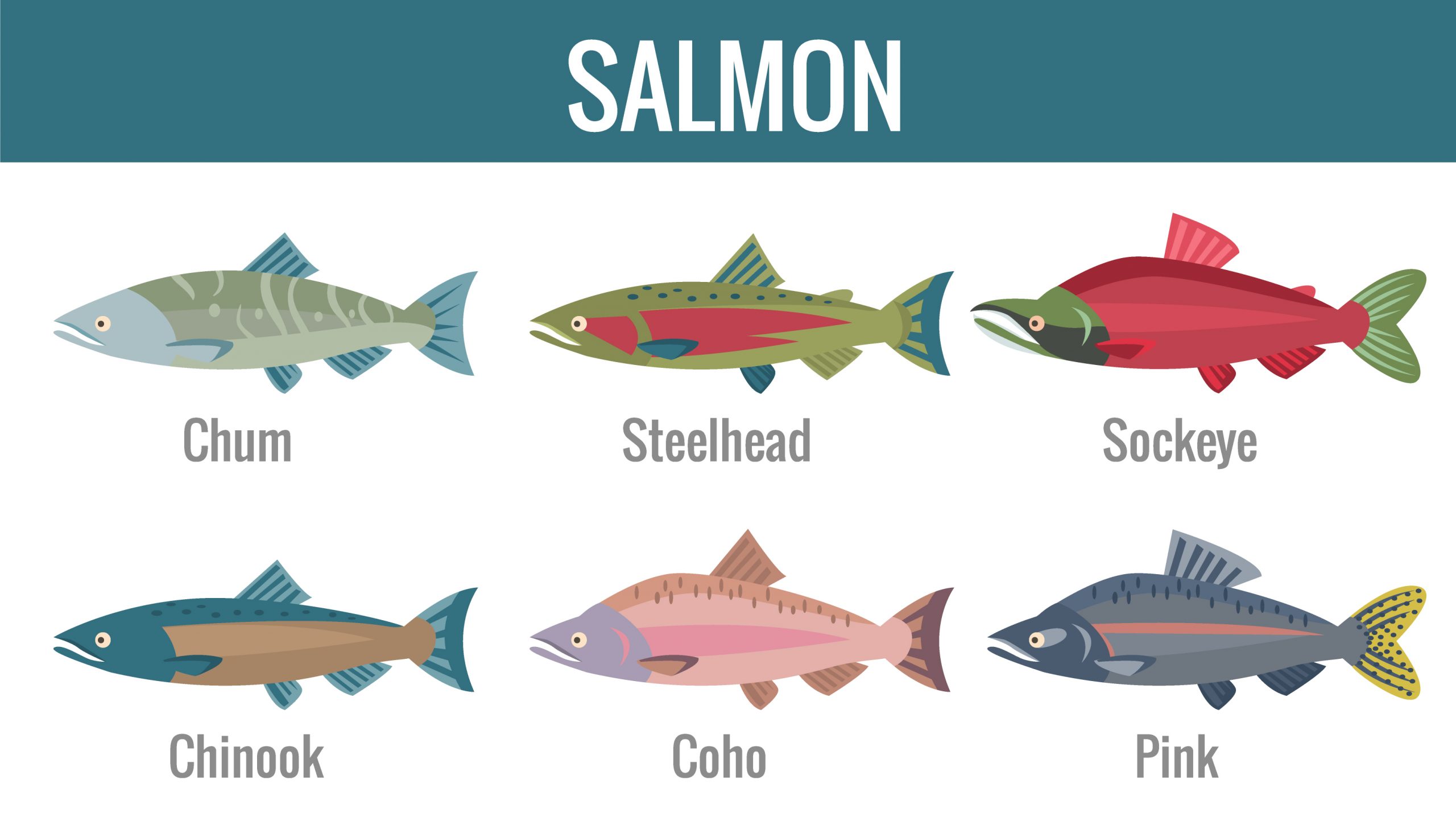 What Do Salmon Look Like What Do Salmon Look Like