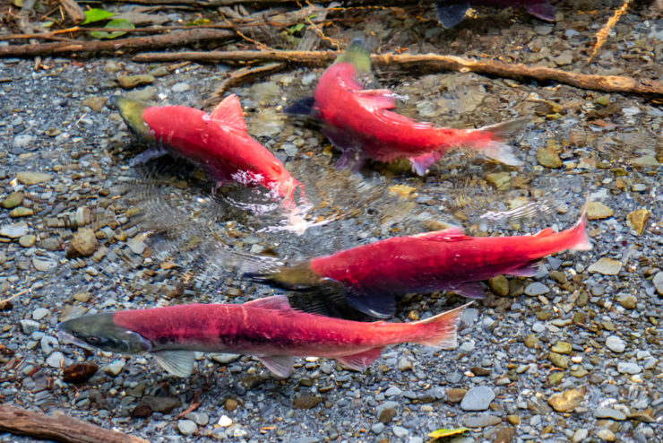 Sockeye Salmon: Red Salmon of The Pacific - Fishmasters.com