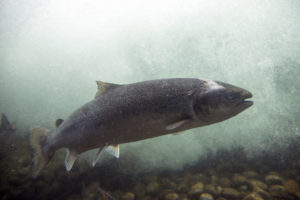 The 6 Types of Salmon: All You Need to Know - Fishmasters.com