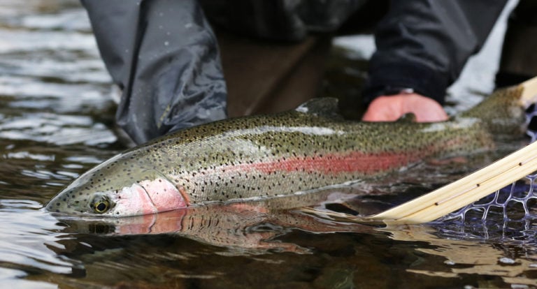 Rainbow Trout Facts and Species Info - Fishmasters.com
