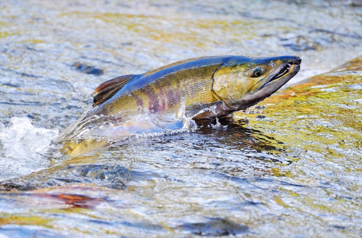 Chum Salmon - Fishmasters.com