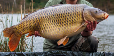 Can You Eat Carp and How Does It Taste? - Fishmasters.com