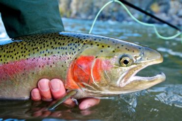 Rainbow Trout Facts And Species Info Fishmasters