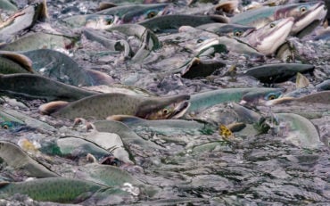 The 6 Types of Salmon: All You Need to Know - Fishmasters.com