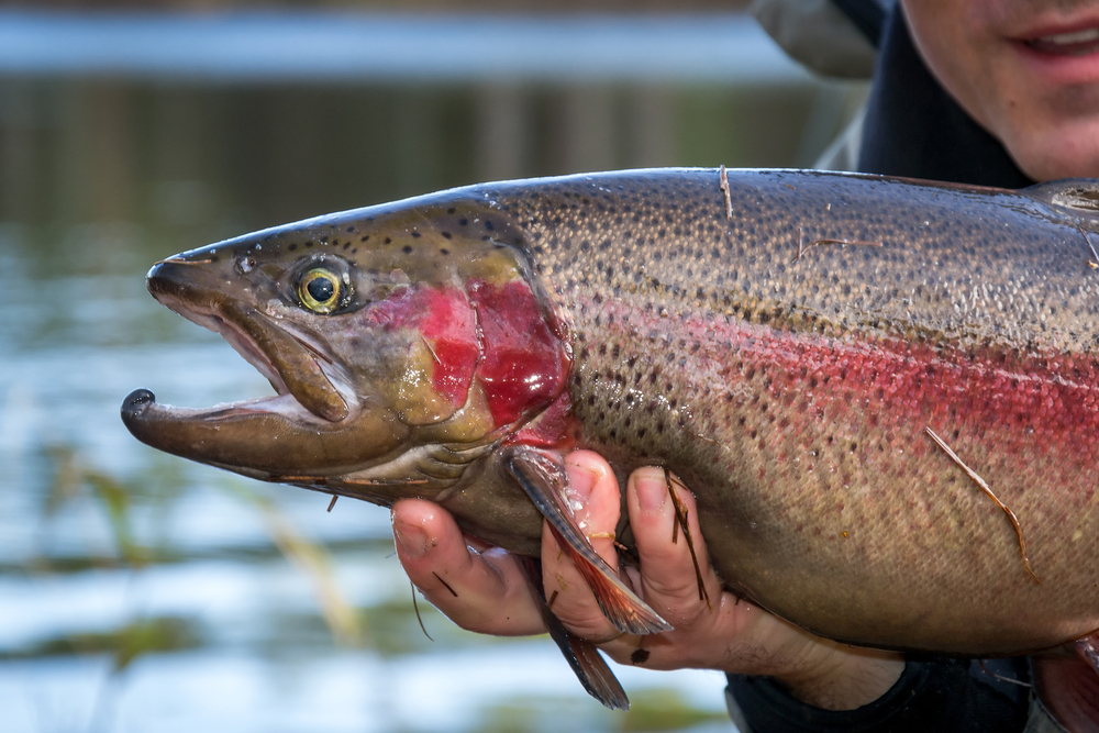 Steelhead Trout Fishmasters