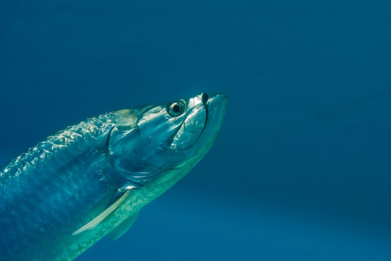 Can You Eat Tarpon? - Fishmasters.com