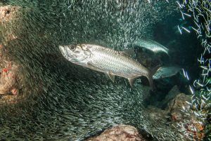 Can You Eat Tarpon? - Fishmasters.com