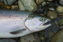 The 6 Types of Salmon: All You Need to Know - Fishmasters.com