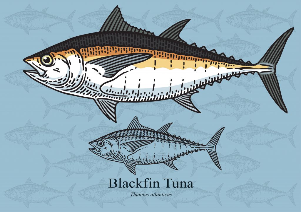 Blackfin Tuna - Fishmasters.com
