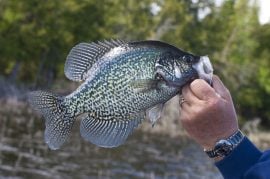 The Top 30 Fishing Lakes in Kansas Ranked - Fishmasters.com