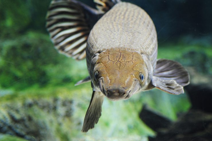 Can You Eat Alligator Gar? - Fishmasters.com