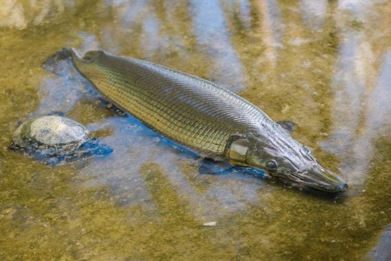 Can You Eat Alligator Gar? - Fishmasters.com