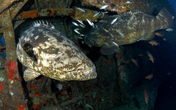 Can You Eat Goliath Grouper? - Fishmasters.com
