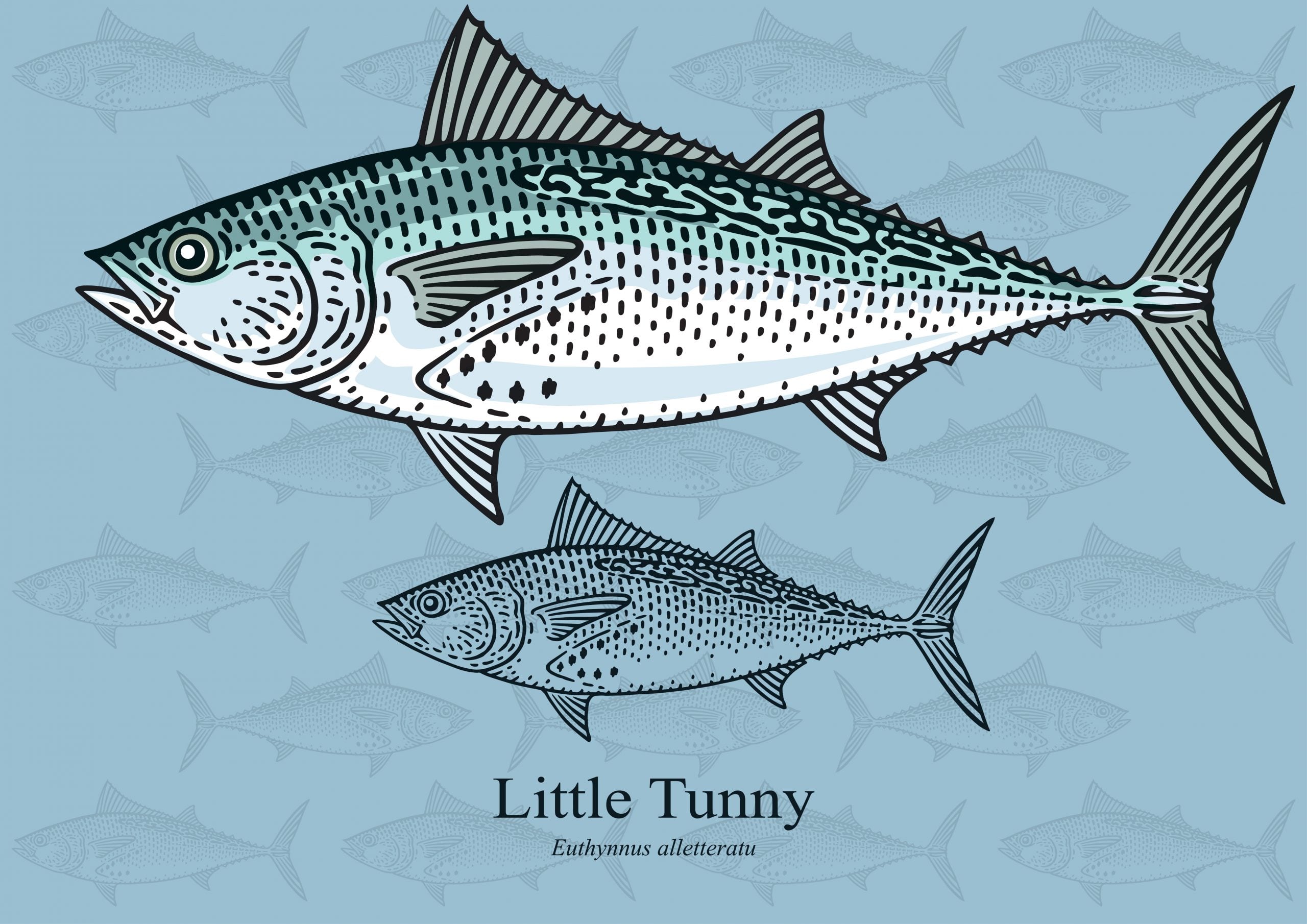 Little Tunny - Fishmasters.com