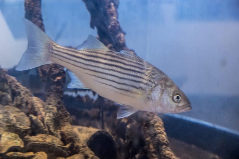 Striped Bass: About the Species - Fishmasters.com