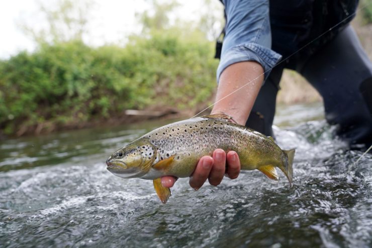 Best Trout Streams in Tennessee: Your Ultimate Fishing Guide ...