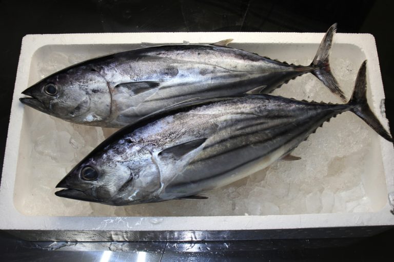 Is Skipjack Tuna Edible?
