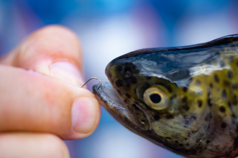 What Size Hook for Trout? - Fishmasters.com