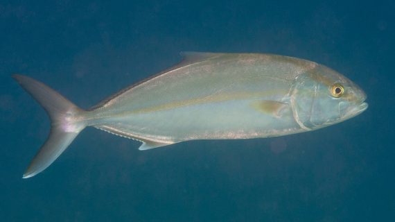 Can You Eat Amberjack and How Does it Taste?