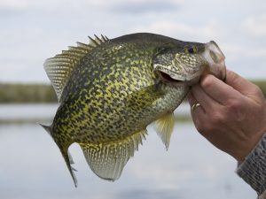 How to Catch Crappie: A Simple Guide for Every Season - Fishmasters.com