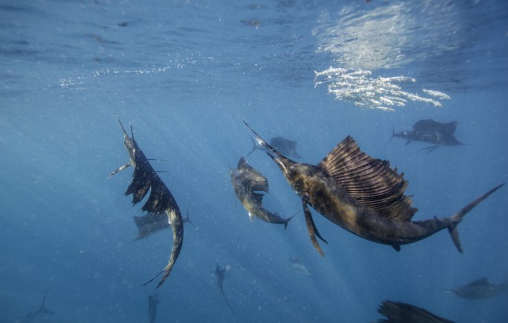 Can You Eat Sailfish? - Fishmasters.com