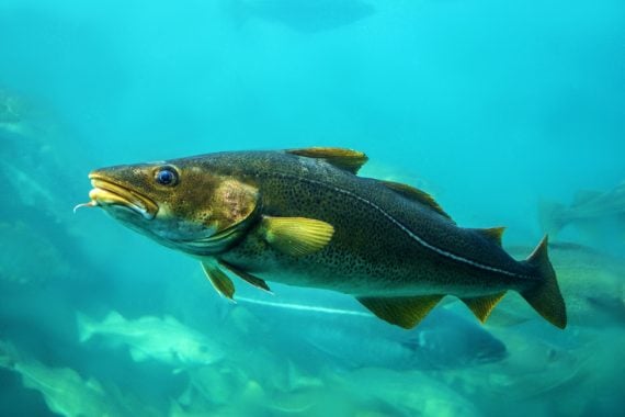 Cod Vs Haddock What Is The Difference