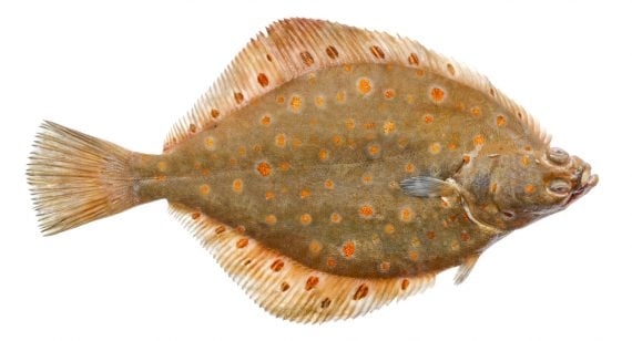 10 Types of Flatfish to Catch in the Ocean - Fishmasters.com